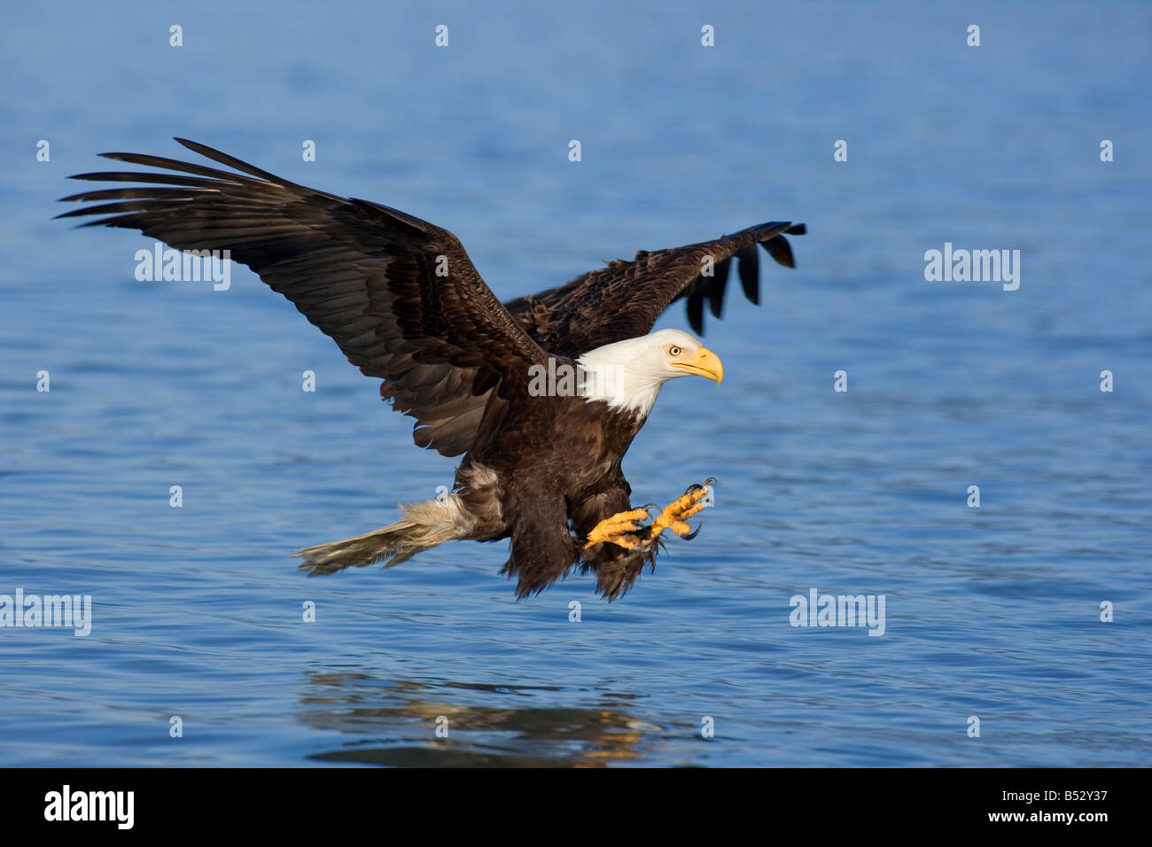 Bald Eagle prepares to grab fish on the surface of water in mid-air ...