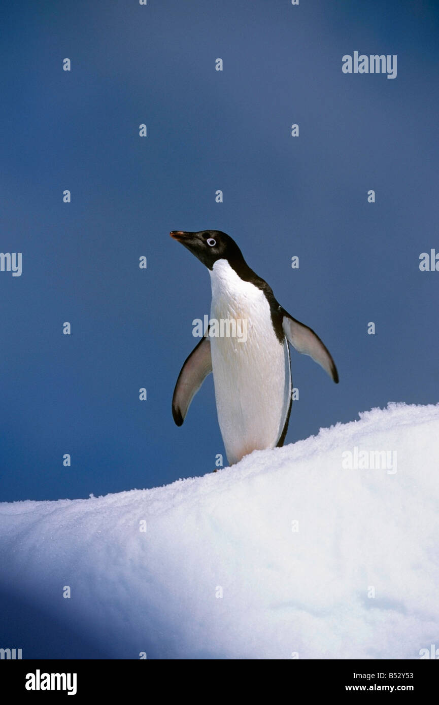 Portrait of single Adelie Penguin atop iceberg South Atlantic ocean ...
