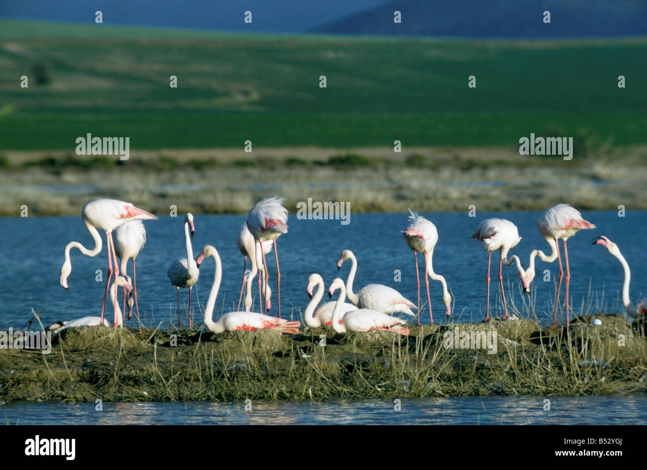 Flamant rose hi-res stock photography and images - Alamy