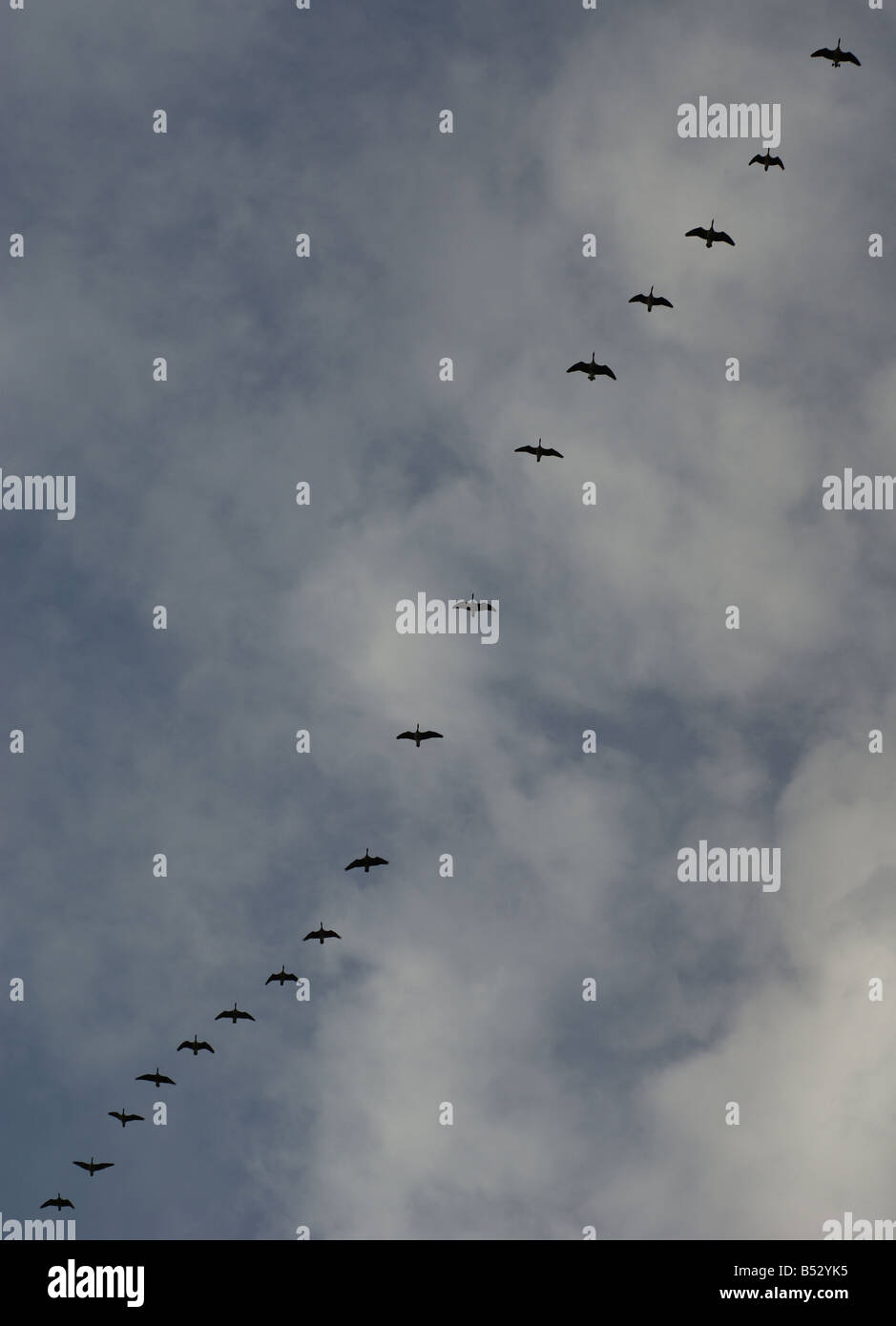 Canadian geese flying formation hi-res stock photography and images - Alamy