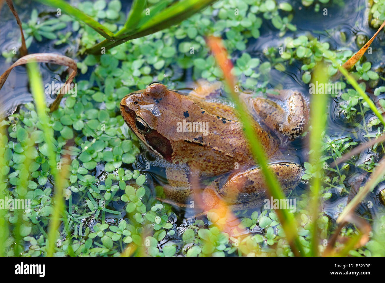 Irish common frog hi-res stock photography and images - Alamy