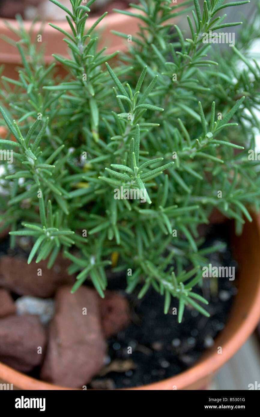Rosemary plant hi-res stock photography and images - Alamy