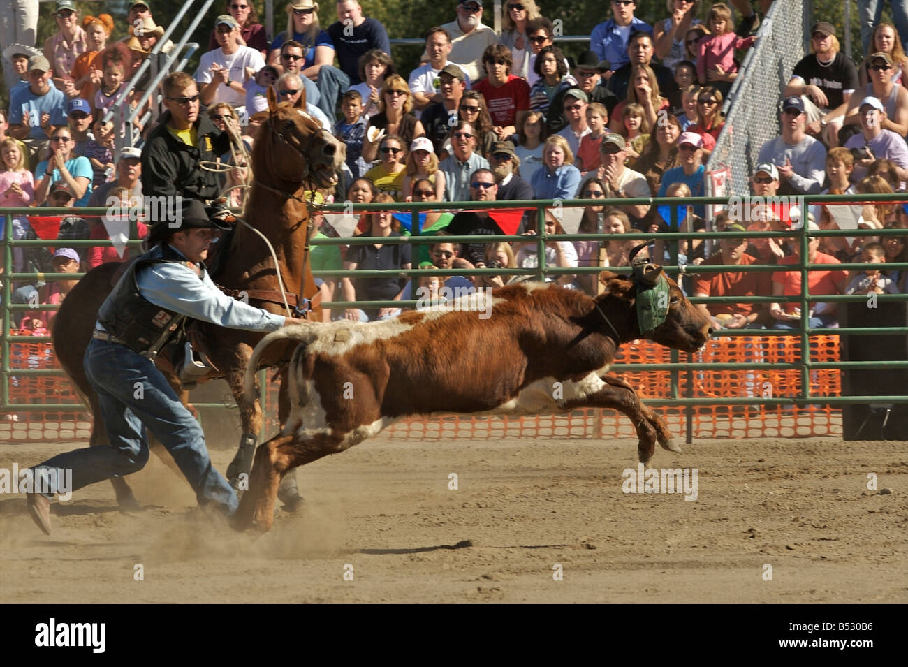 Cowboy attempts to rope a cow during the rodeo at the Alaska State Fair ...