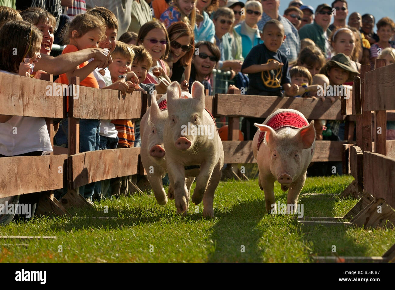 Pig race hi-res stock photography and images - Alamy