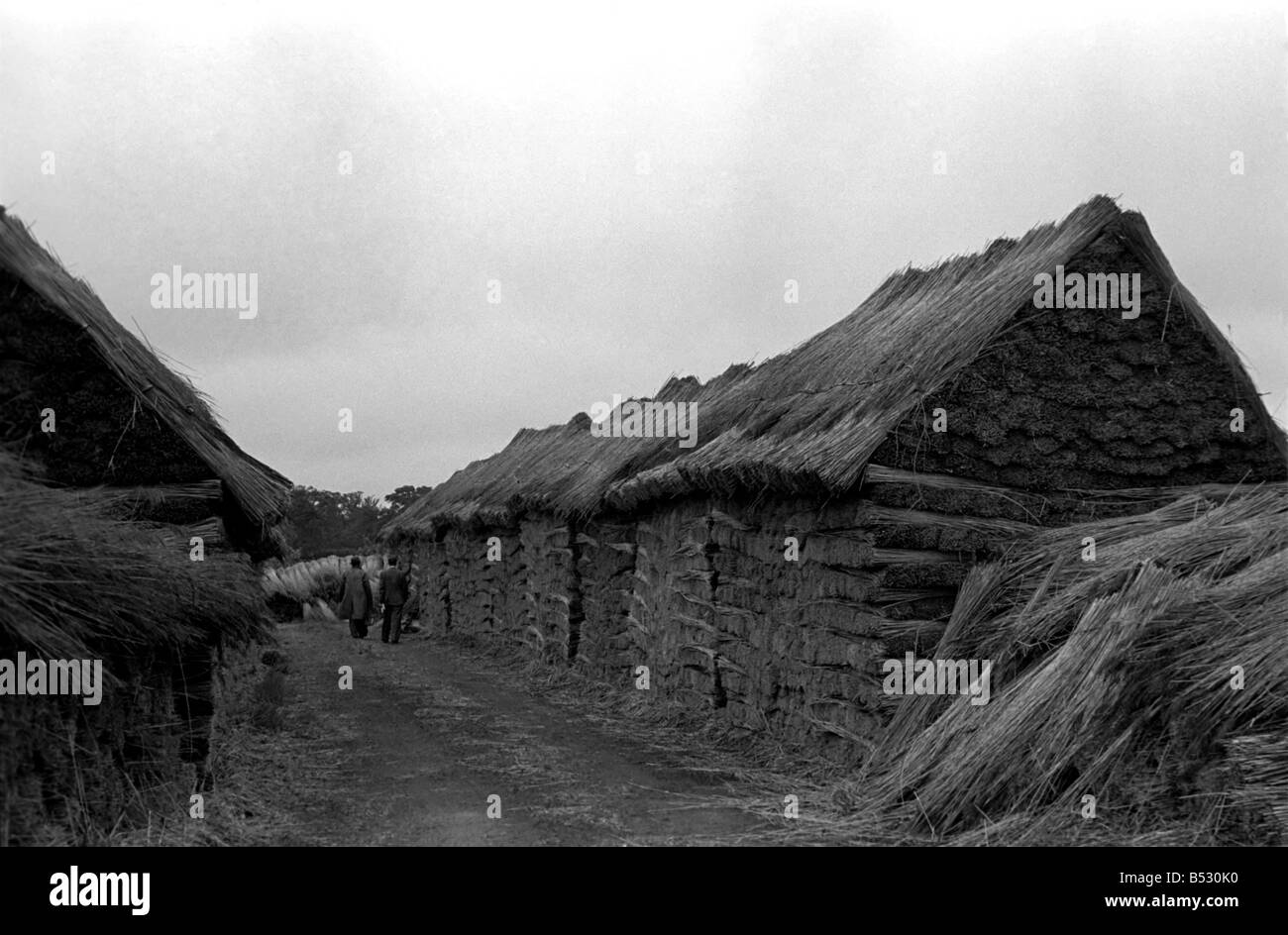 Reed Cutter on the Norfolk broads. Our picture shows bundles of reeds ...
