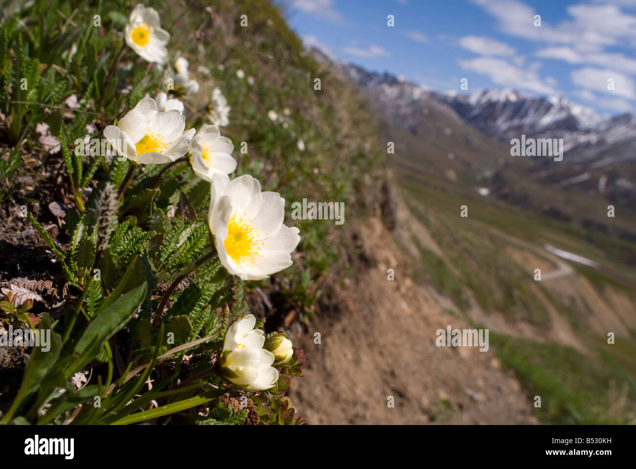 Akstockalaskabloombloomingblue hi-res stock photography and images - Alamy