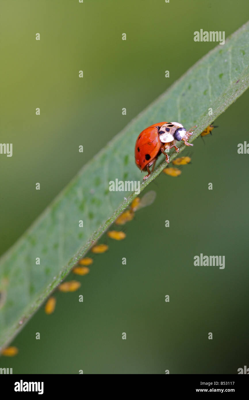 Lady bug feeding Stock Photo - Alamy
