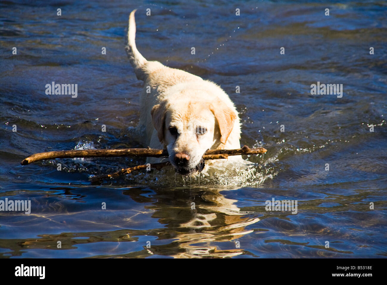 Labrador retrieving a stick hi-res stock photography and images - Alamy