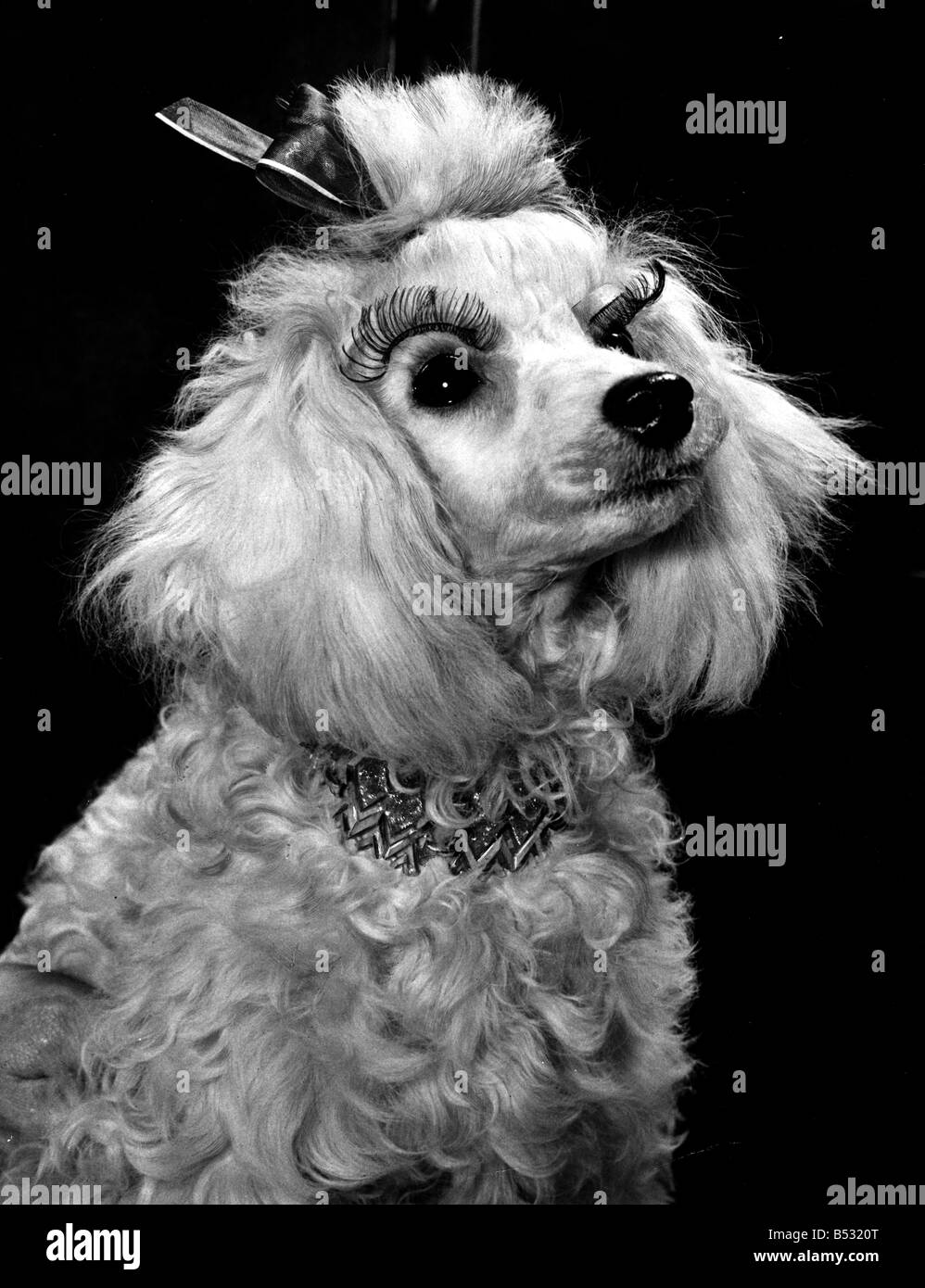 A glamourous white poodle dog wearing Doggy eye lashes stuck down over ...
