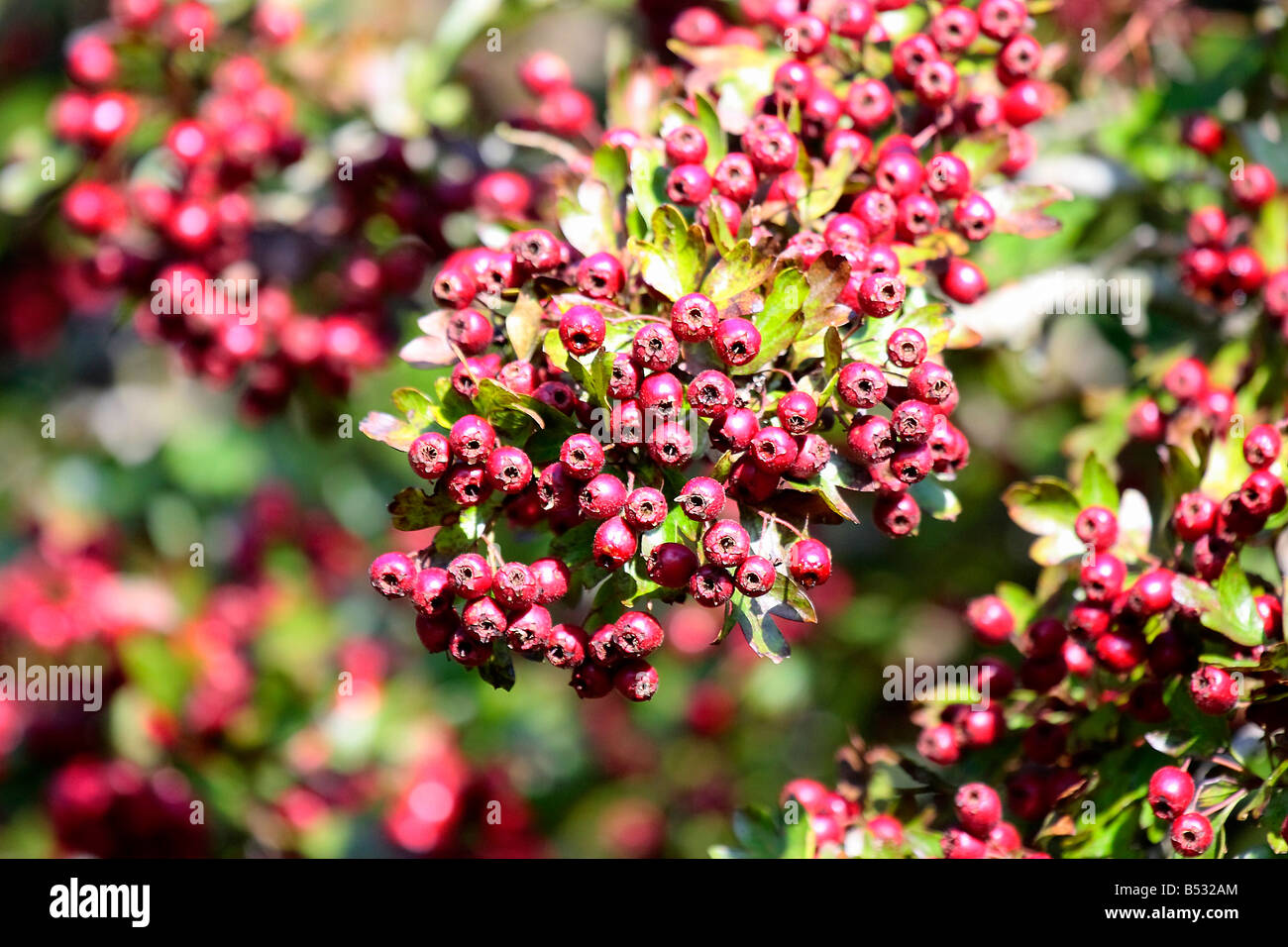 Hedgerow fruit hi-res stock photography and images - Alamy