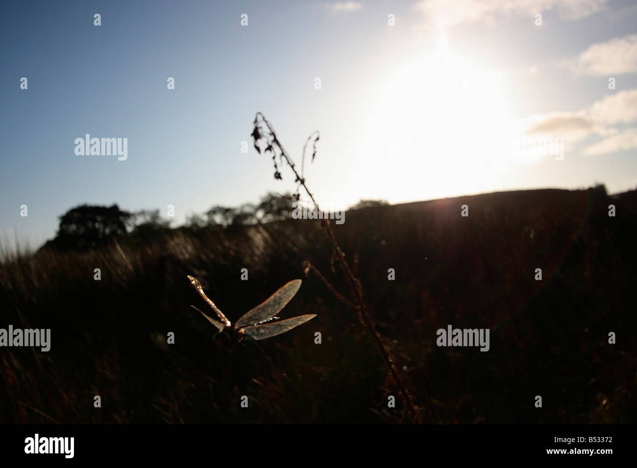 Dragonfly in flight Stock Photo - Alamy