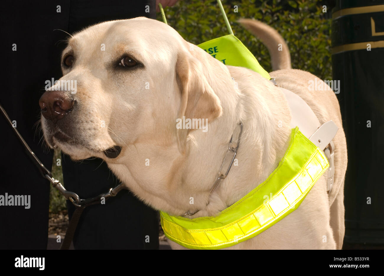 Guide dog blind labrador disabled hi-res stock photography and images ...