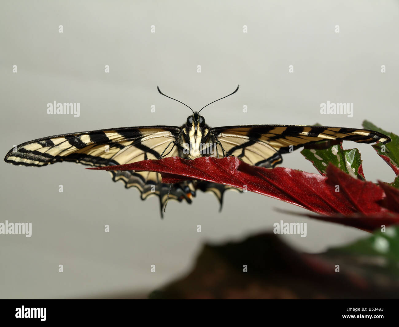 Butterfly facing forward hi-res stock photography and images - Alamy
