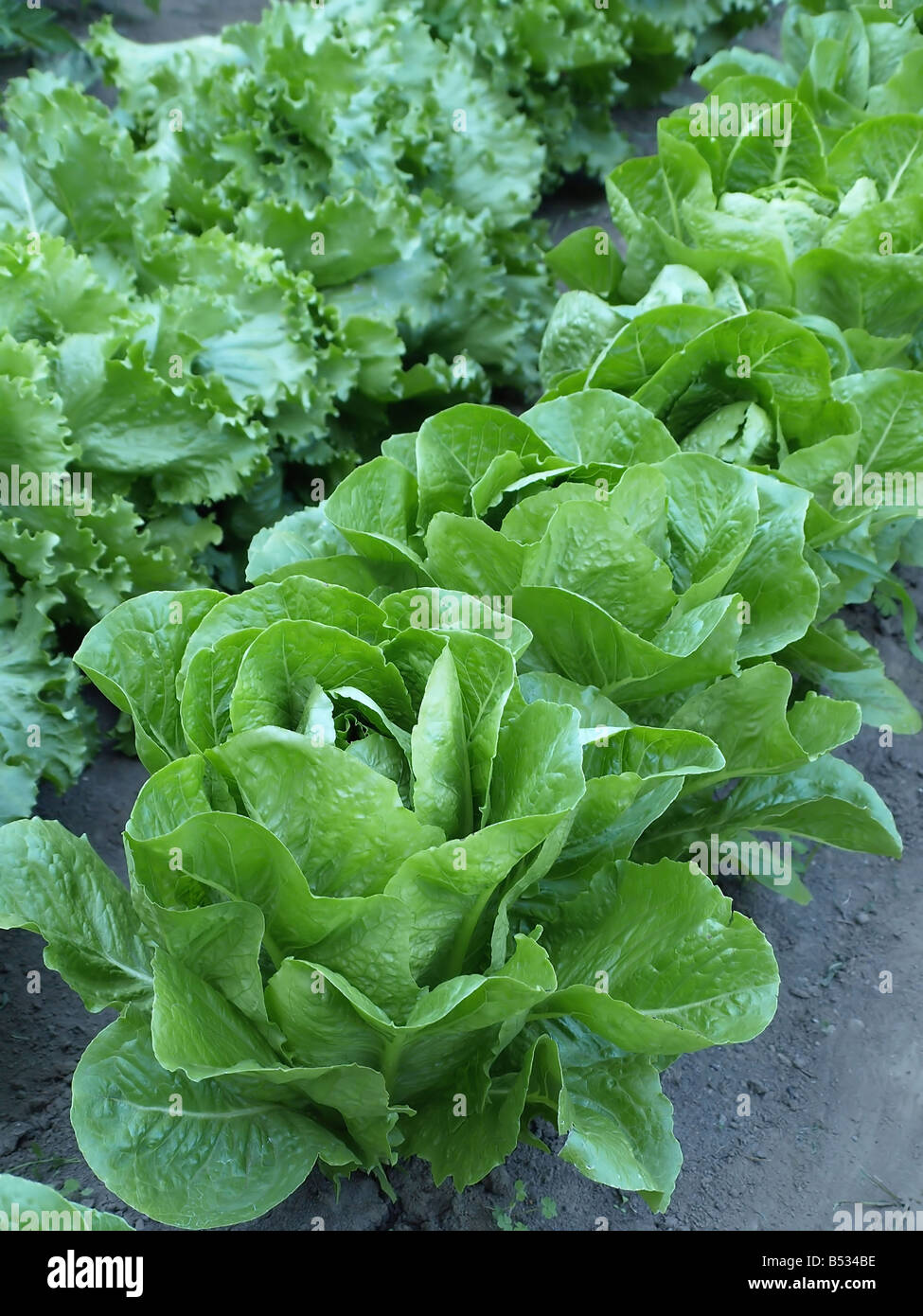 Beautiful green leaf lettuce growing in a garden Stock Photo - Alamy
