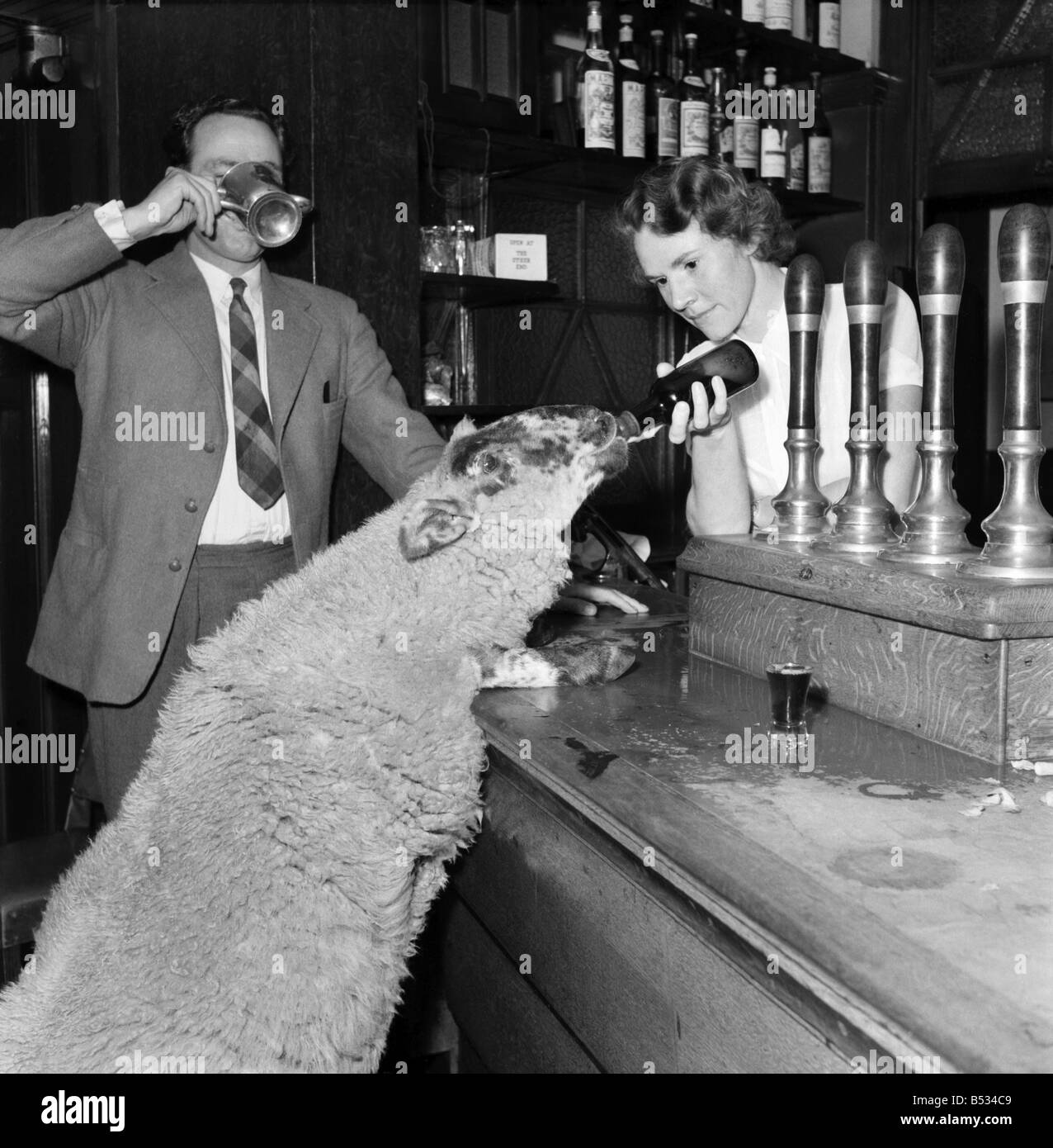 Peter lamb hi-res stock photography and images - Alamy