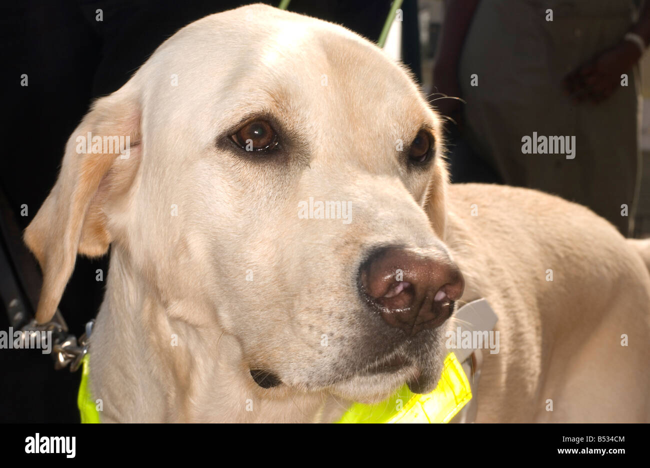 Guide dog for the blind hi-res stock photography and images - Alamy