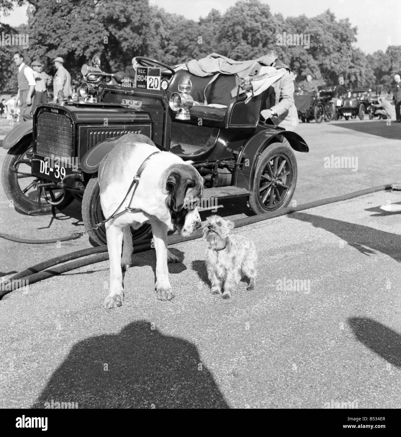 Filming of Genevieve Dogs that star alongside the Veteran Humber Car in ...