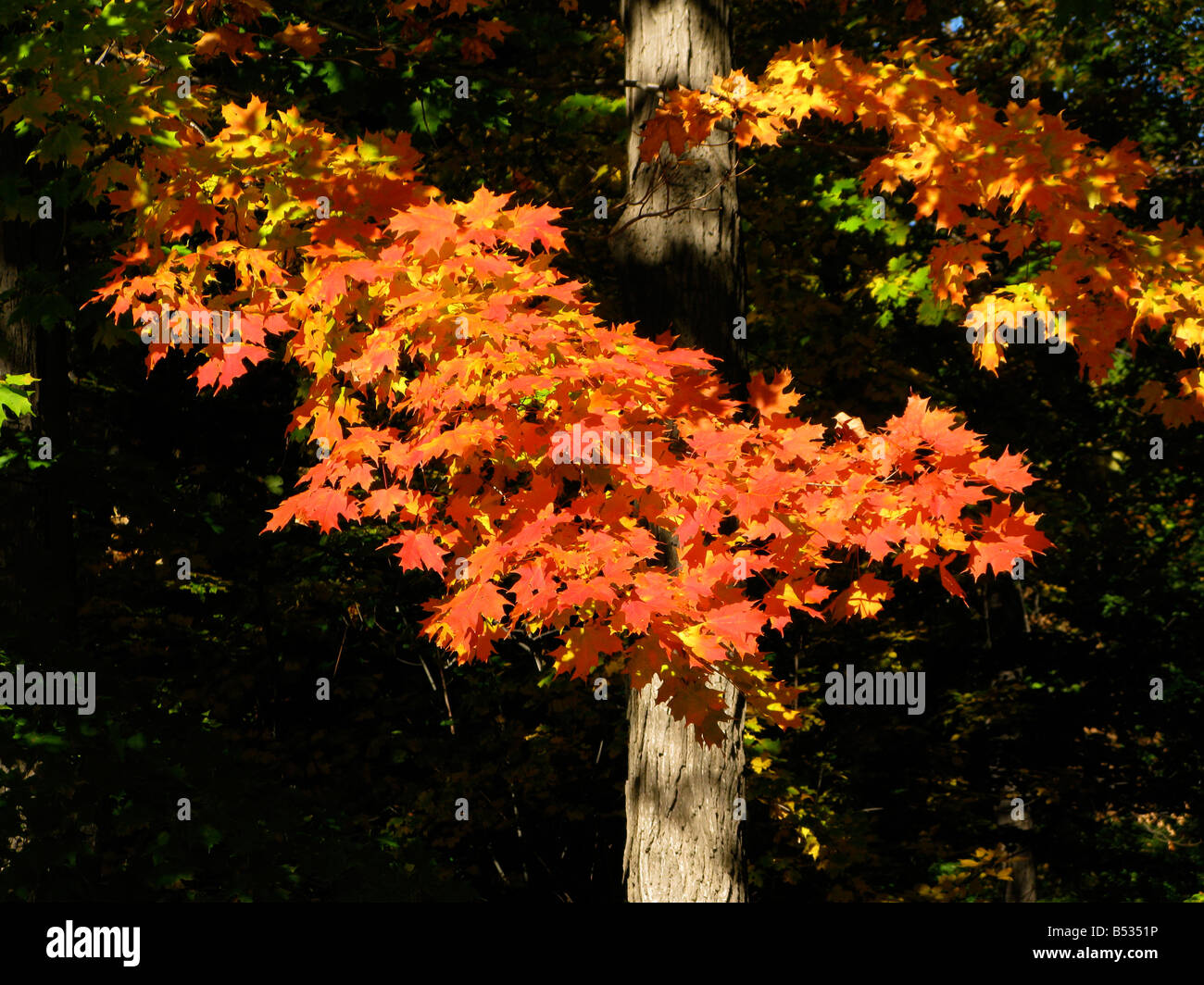 Sunlit autumn leaves hi-res stock photography and images - Alamy