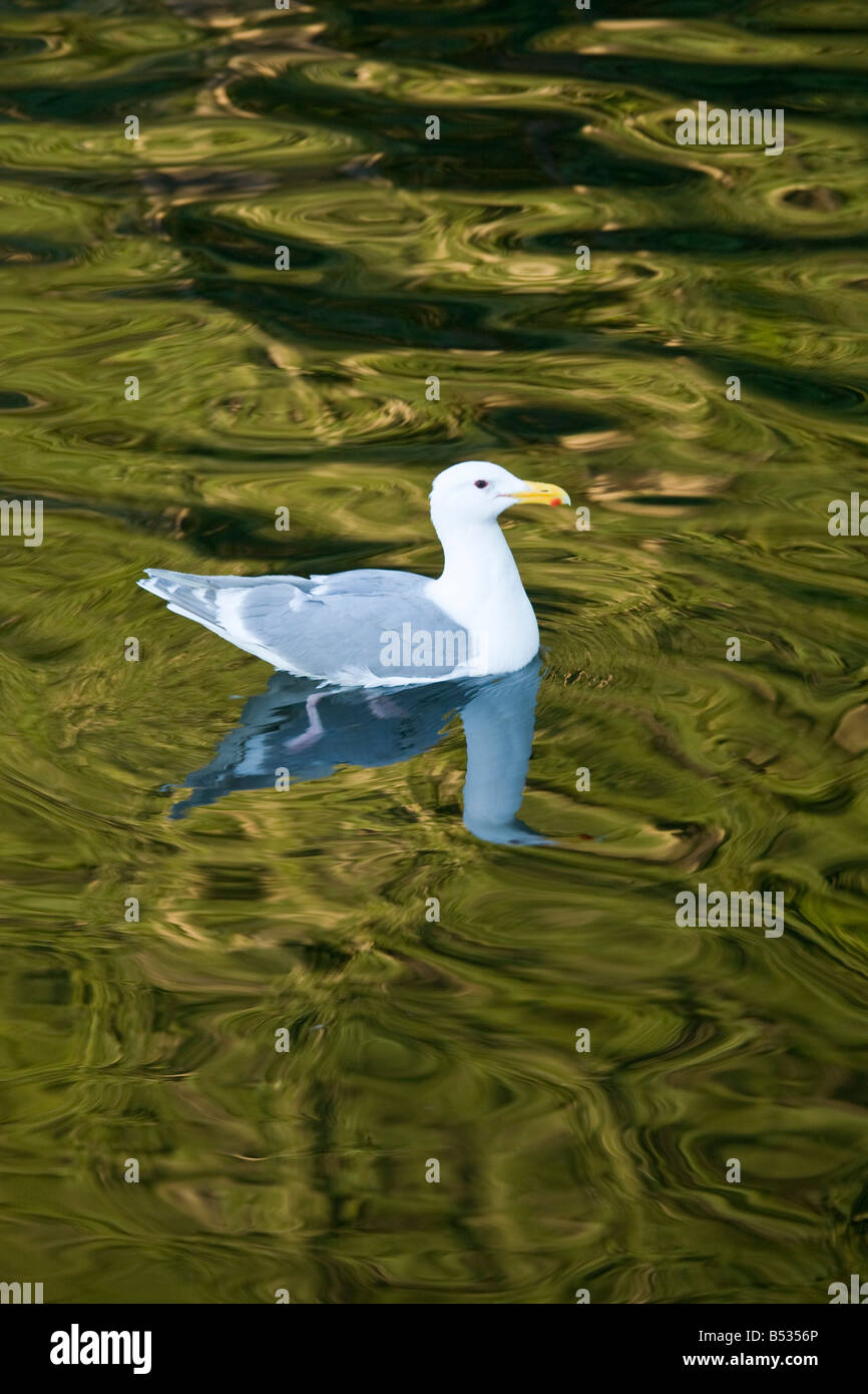 British seagull hi-res stock photography and images - Alamy