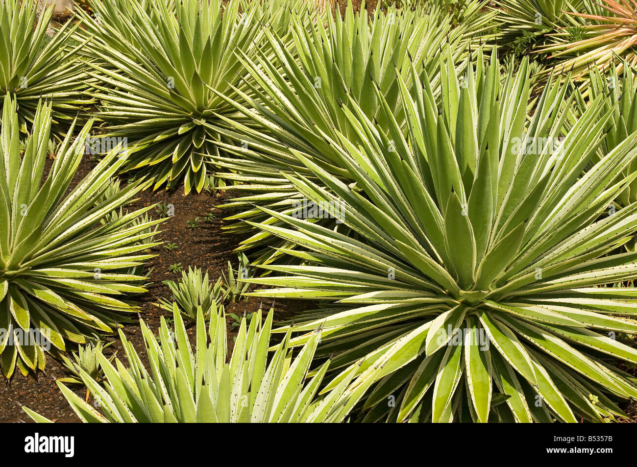 Agave angustifolia genus agavaceae plant plants growing in a garden ...