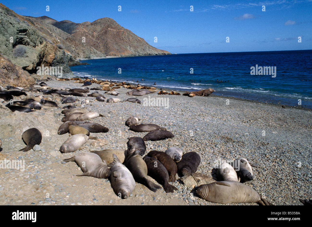 elephant de mer Northern Elephant Seal colony baja california Mirounga ...