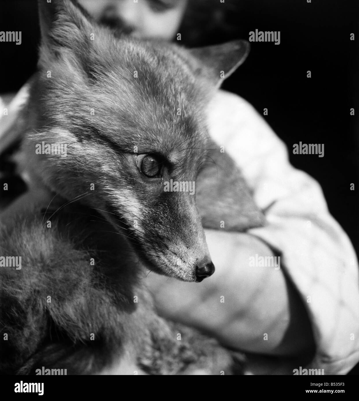 At a red fox Black and White Stock Photos & Images - Alamy