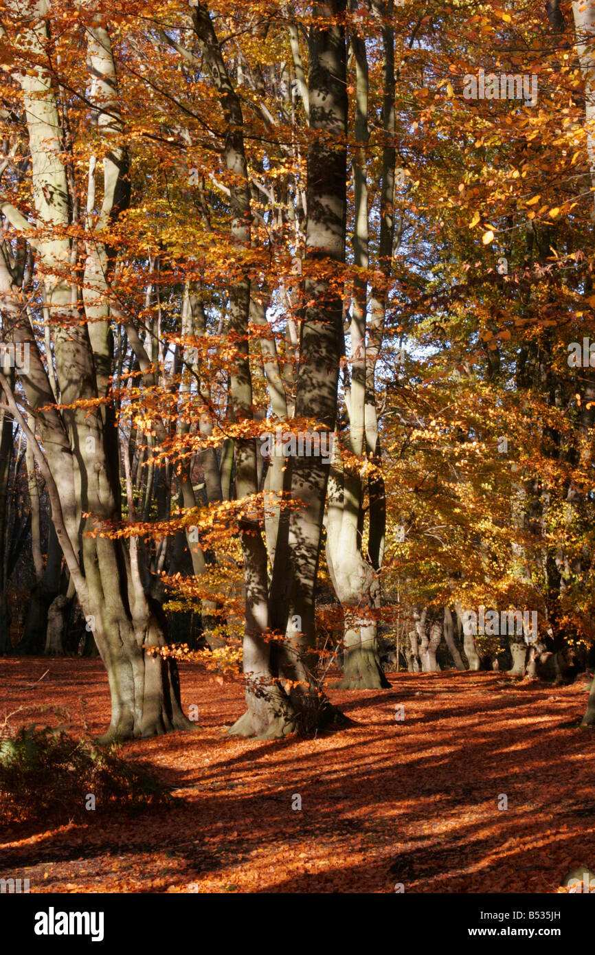 Pollarded Beech Trees Fagus sylvatica in Autumn Taken November Epping ...