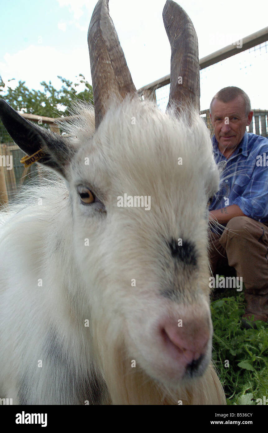 Max the billy goat Stock Photo - Alamy