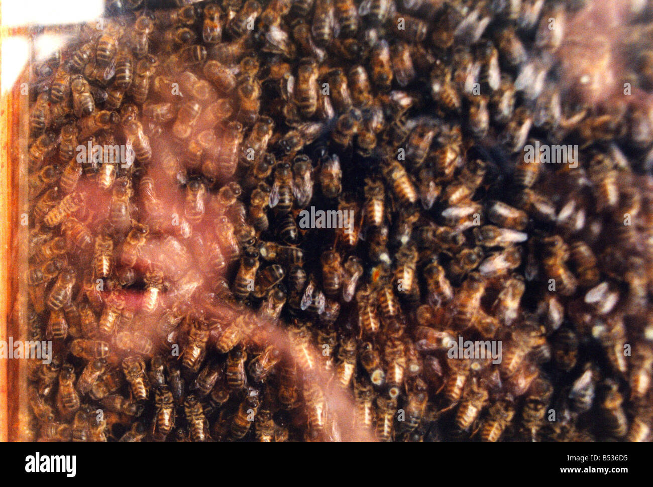 A swarm of bees on a window Stock Photo - Alamy