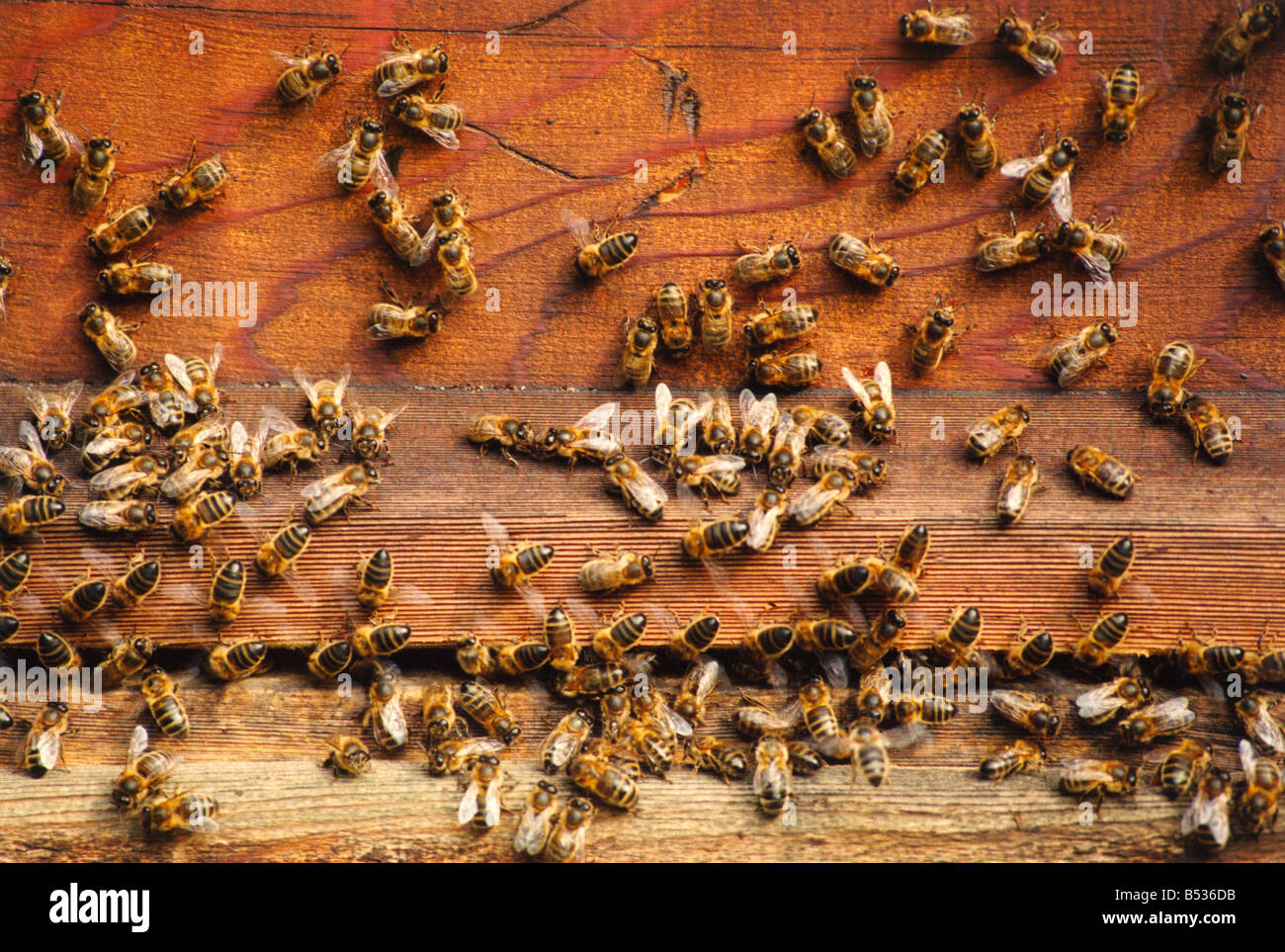 Bees going in and out of a hive Stock Photo - Alamy