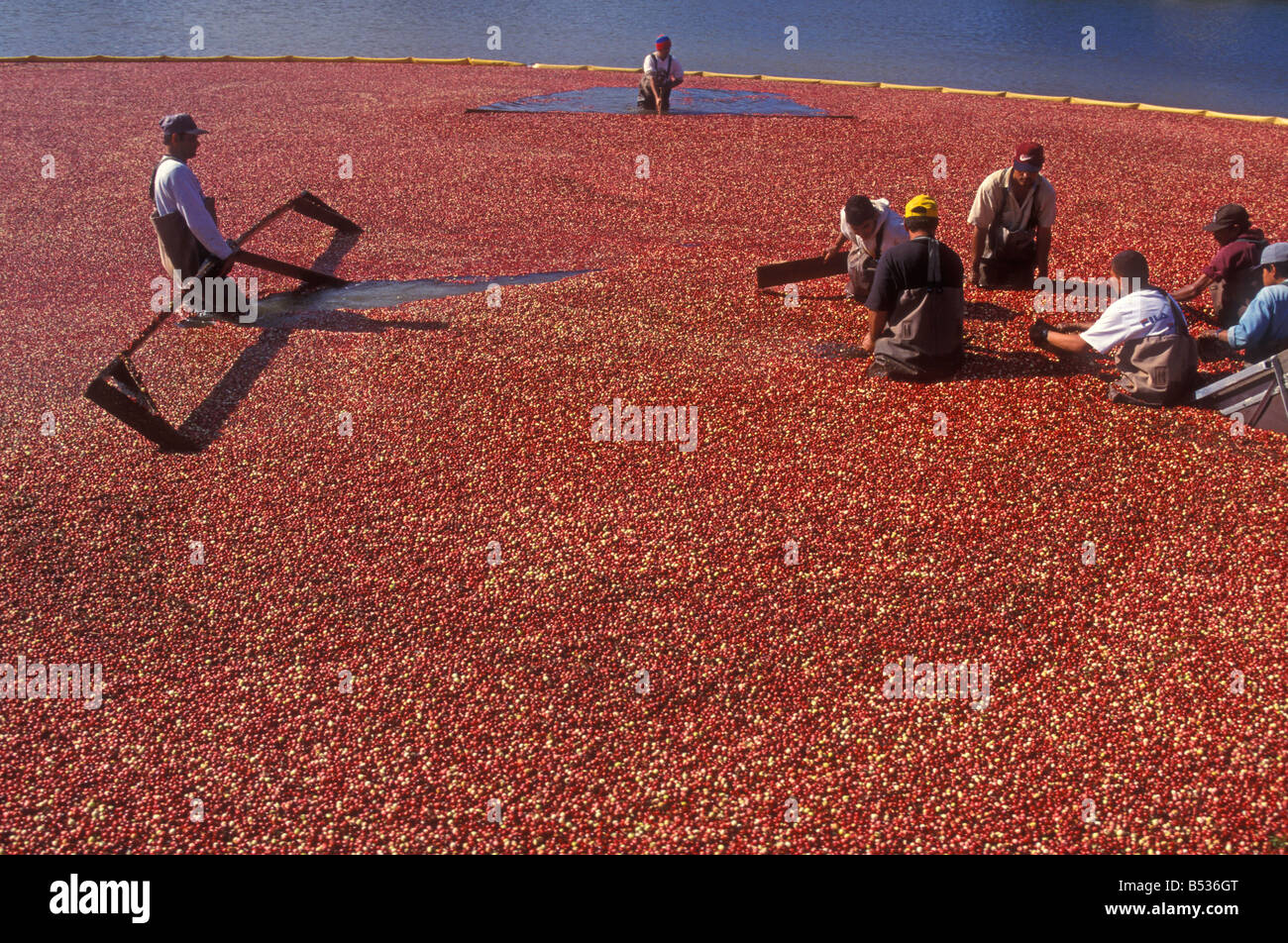 cranberry harvest Pine barrens New Jersey Stock Photo - Alamy