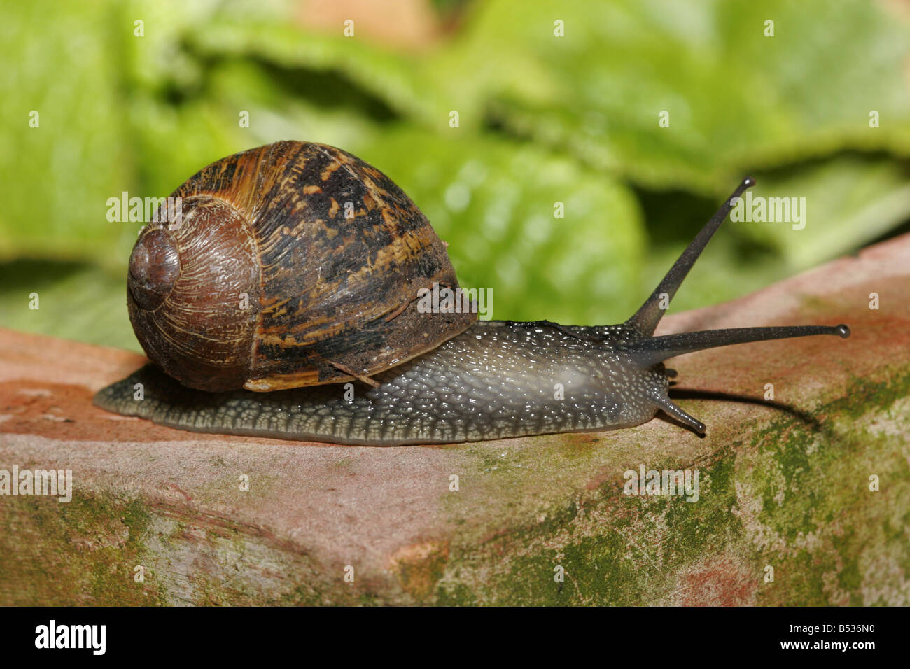 Helix aspersa hi-res stock photography and images - Alamy