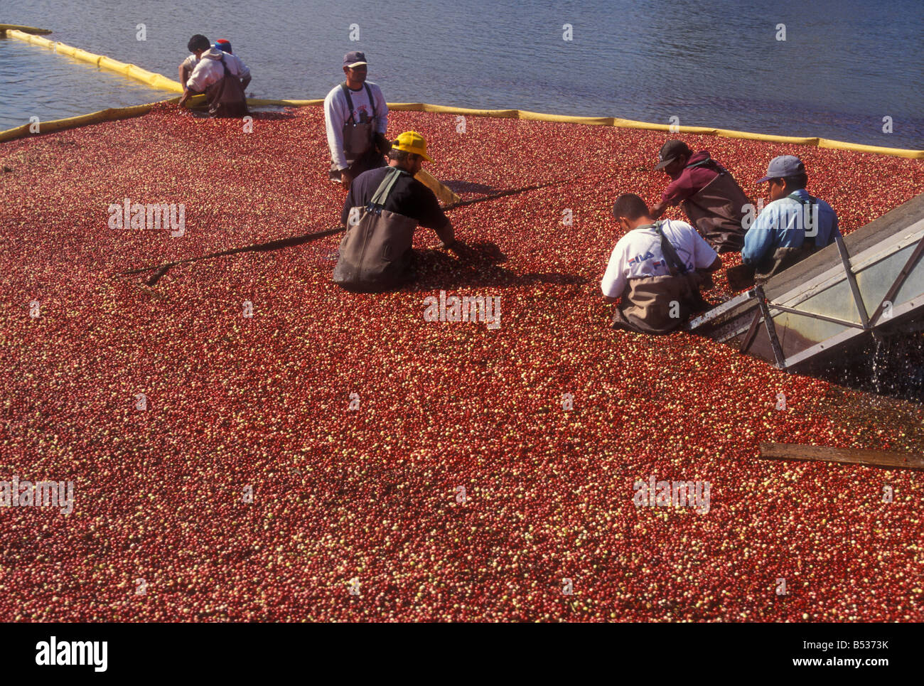 cranberry harvest Pine barrens New Jersey Stock Photo - Alamy