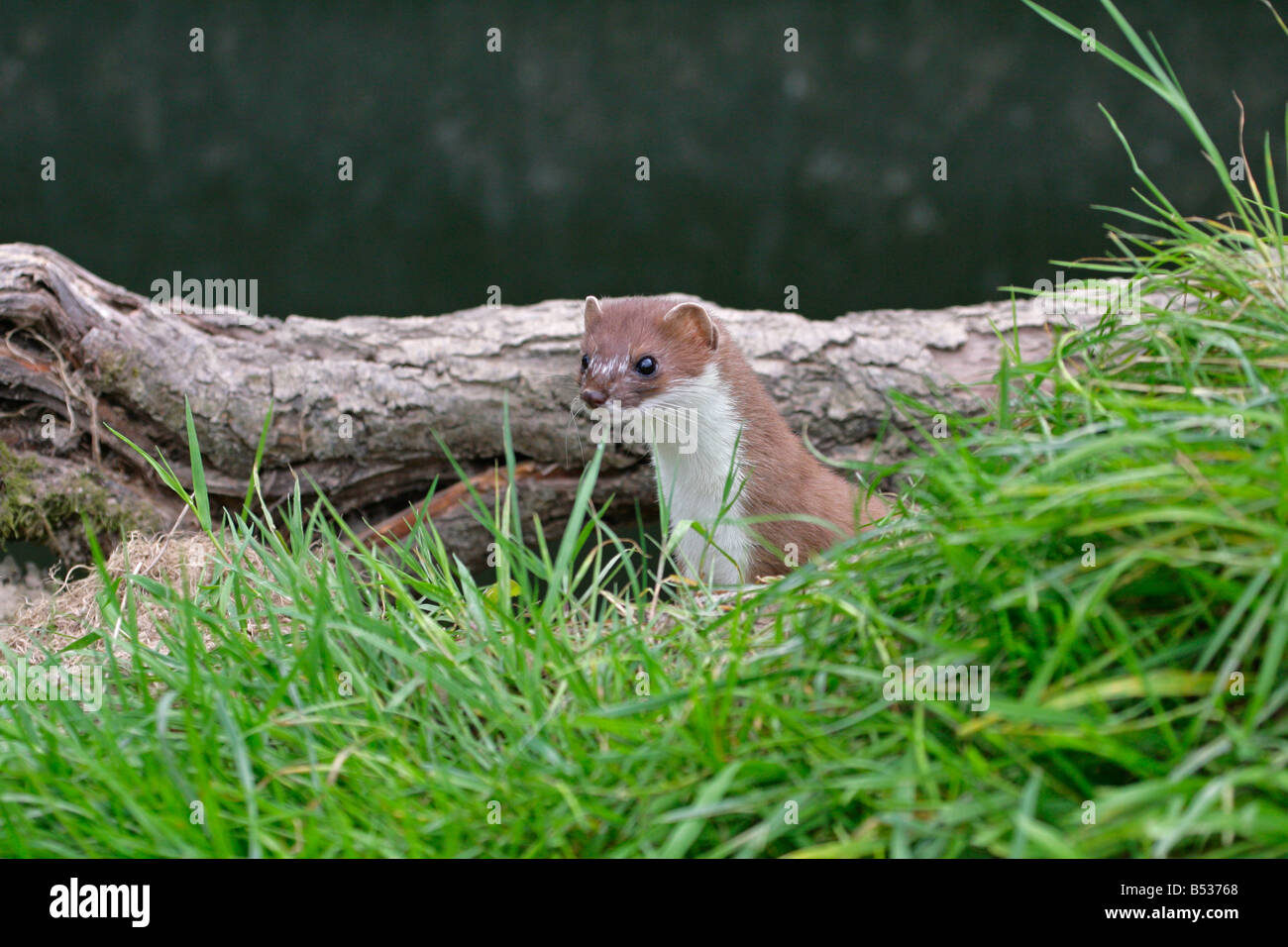 Stoat Mustela erminea single adult Taken September British Wildlfe ...