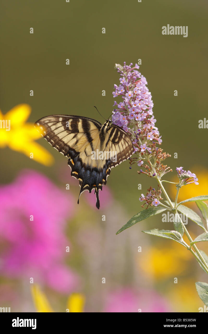 Eastern tiger swallowtail butterfly papilio glaucus Stock Photo - Alamy