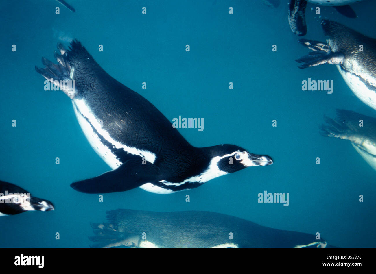 manchot du cap Jackass Penguin Spheniscus demersus underwater woodfall ...