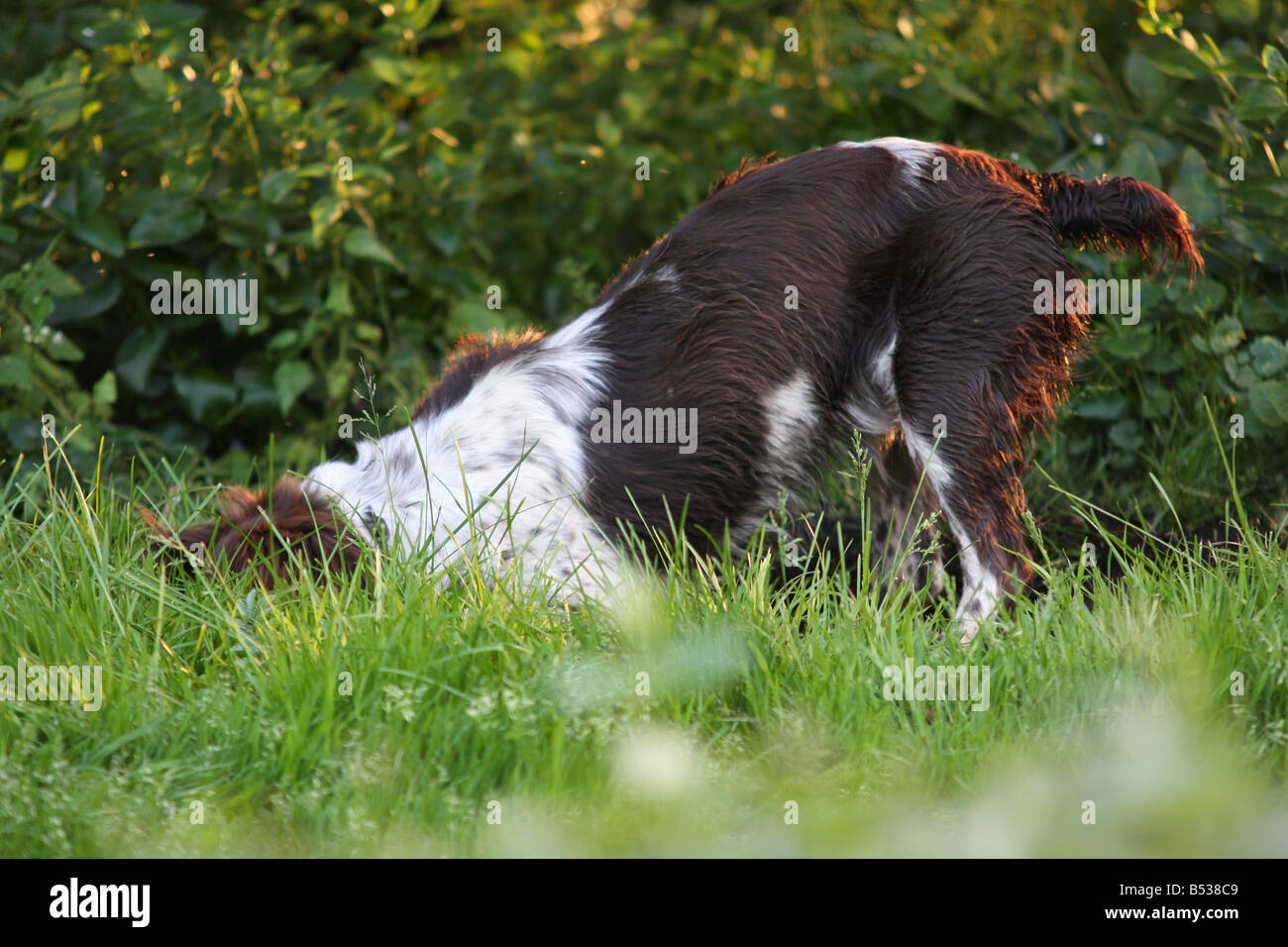 English country garden animals hi-res stock photography and images - Alamy
