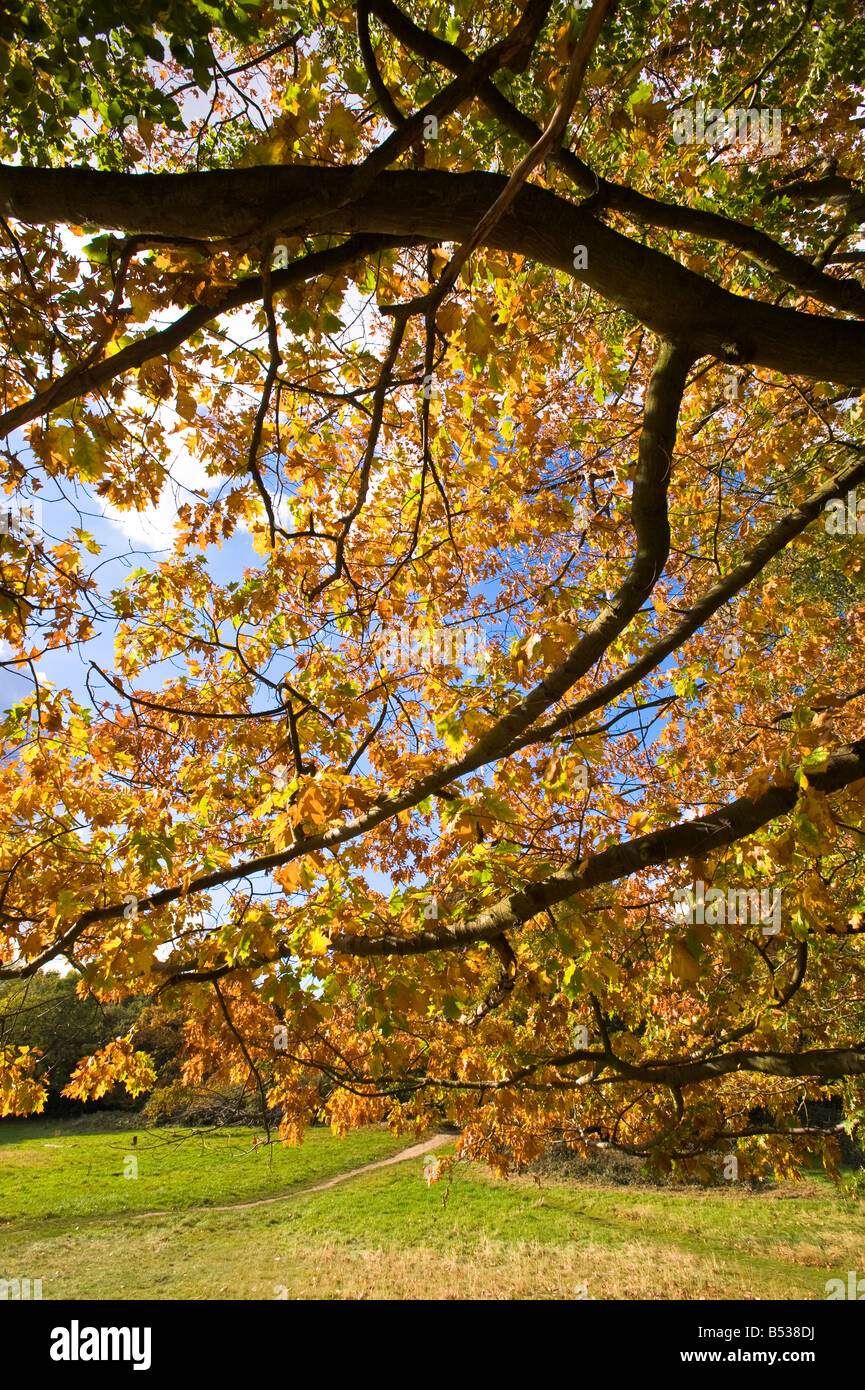 Autumn colours in Hampstead Heath London United Kingdom Stock Photo - Alamy