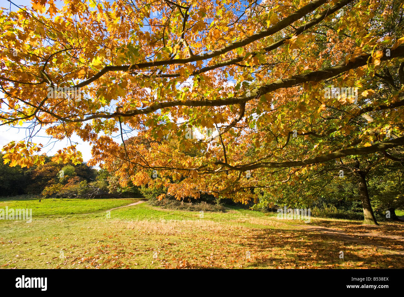 Autumn colours in Hampstead Heath London United Kingdom Stock Photo - Alamy