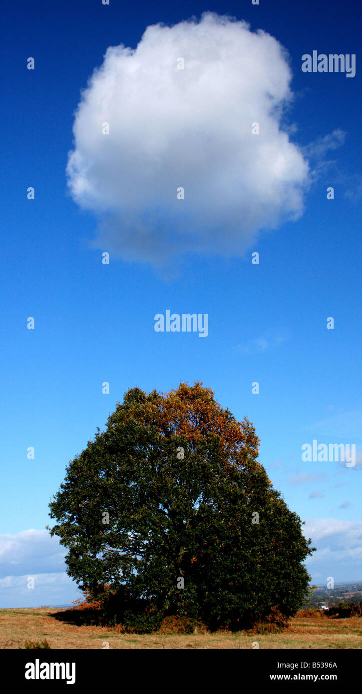 tree and similarly shaped cloud Stock Photo - Alamy