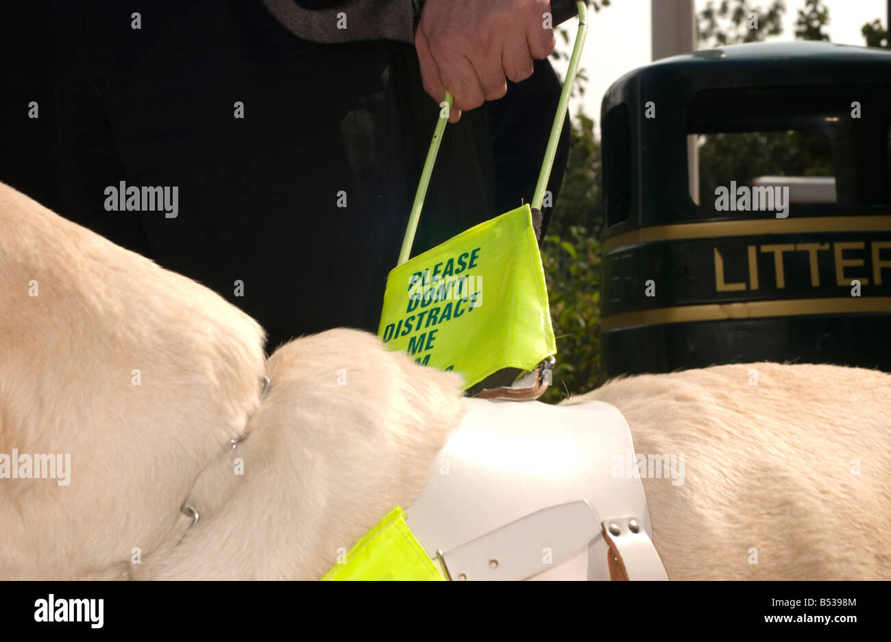 Guide dog blind labrador disabled hi-res stock photography and images ...
