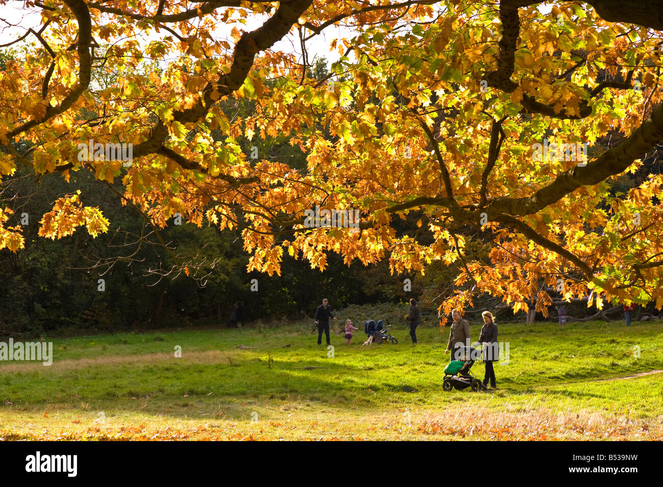 Hampstead heath autumn hi-res stock photography and images - Alamy