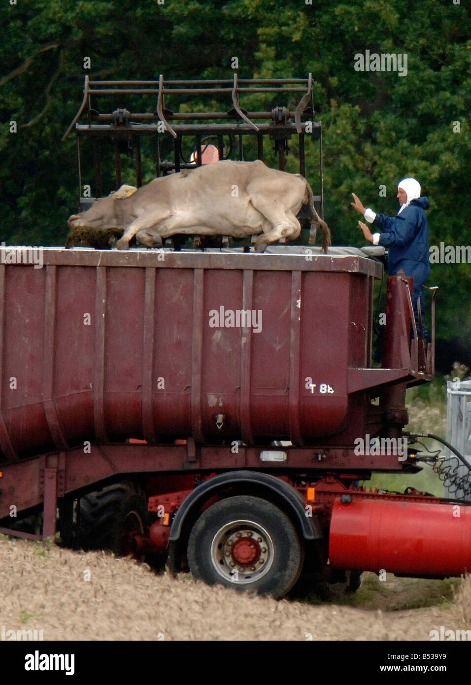 Dead cattle being removed by DEFRA from a farm in Normandy in Surrey ...