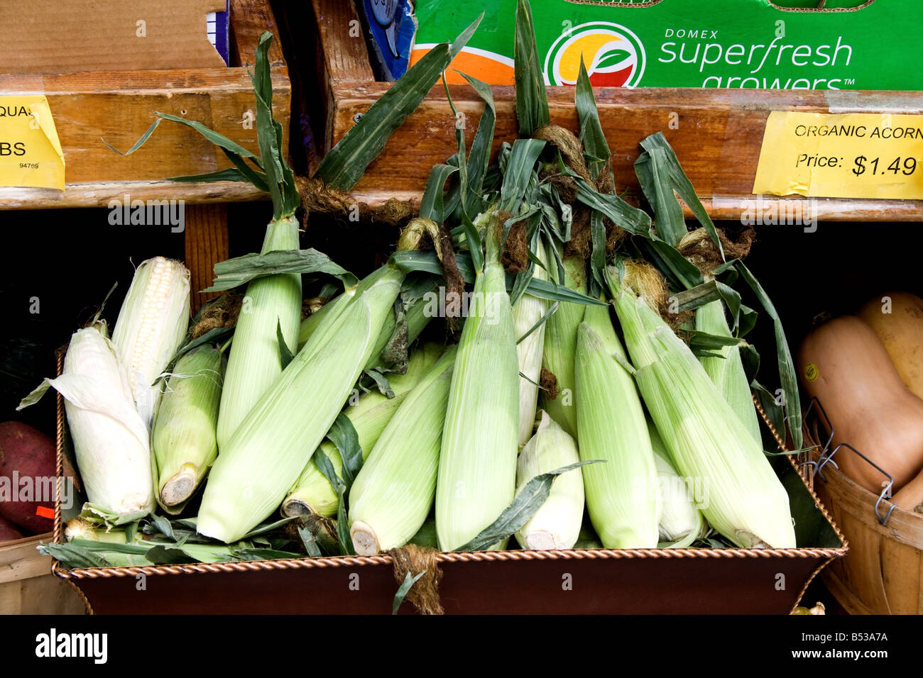 Corn ears hi-res stock photography and images - Alamy