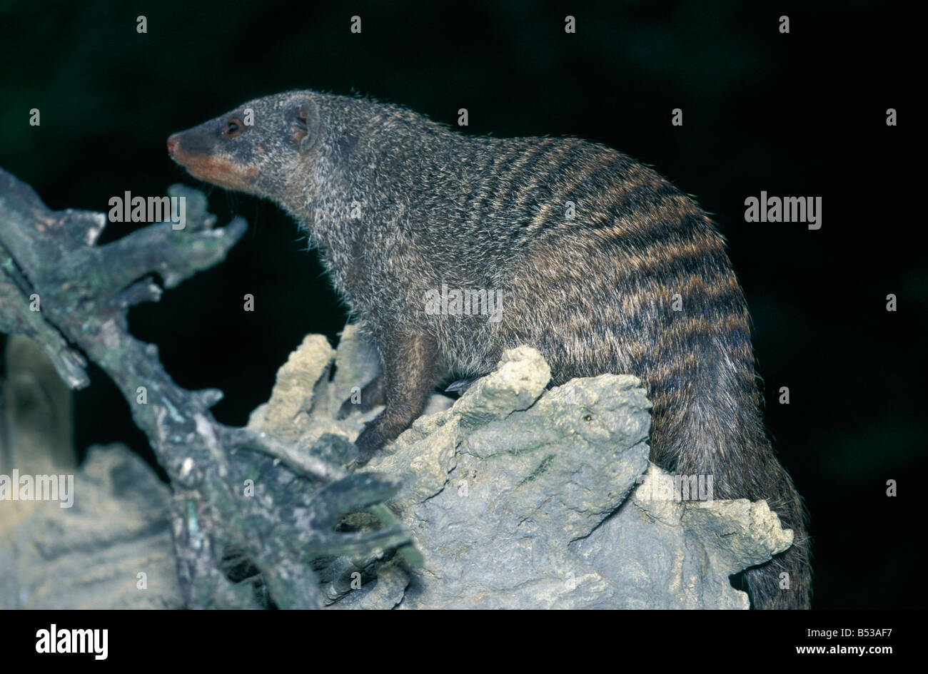 mangouste rayee Banded mongoose Mungos mungo on branch close up Masai ...