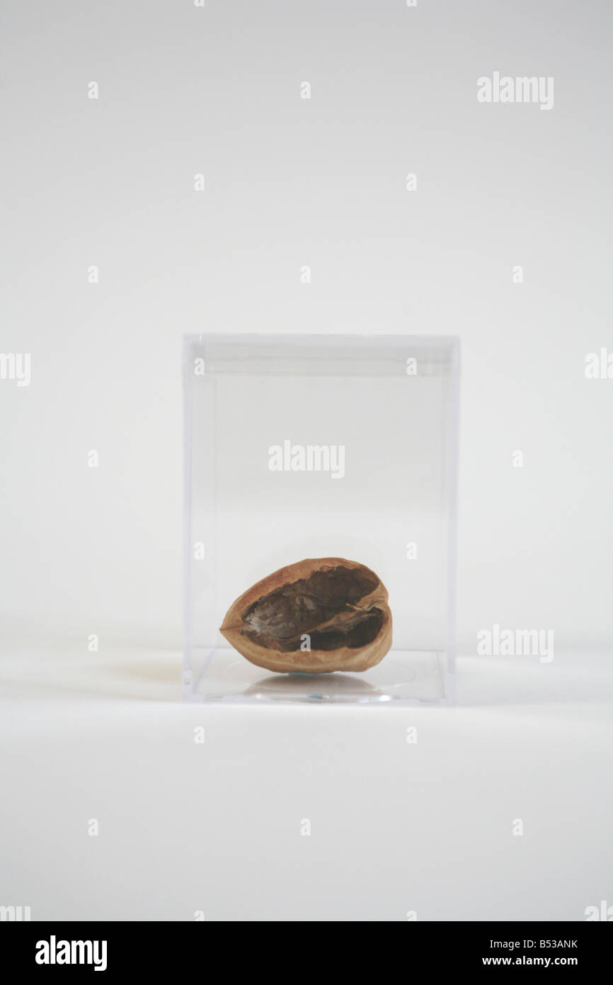 Empty Walnut Shell