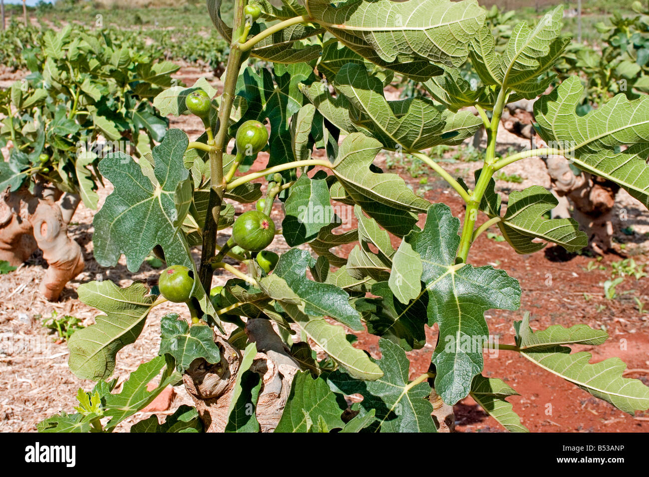 Fig ficus carica plantation hi-res stock photography and images - Alamy