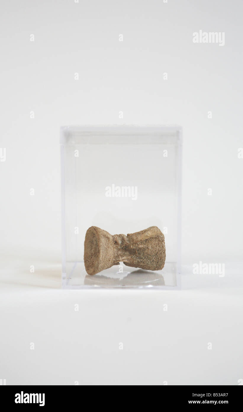 Marine skeleton hi-res stock photography and images - Alamy