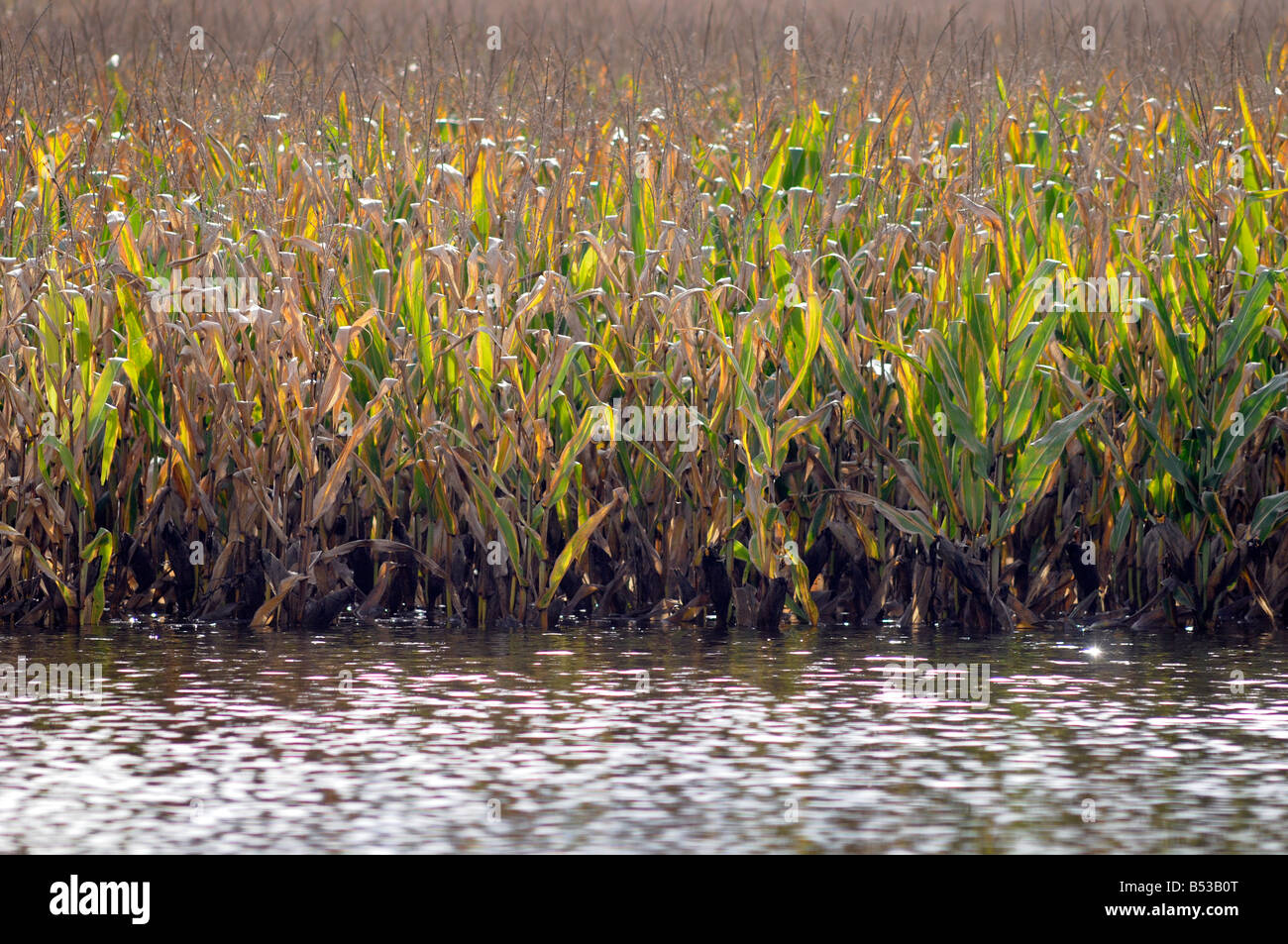 A flooded corn field Stock Photo - Alamy