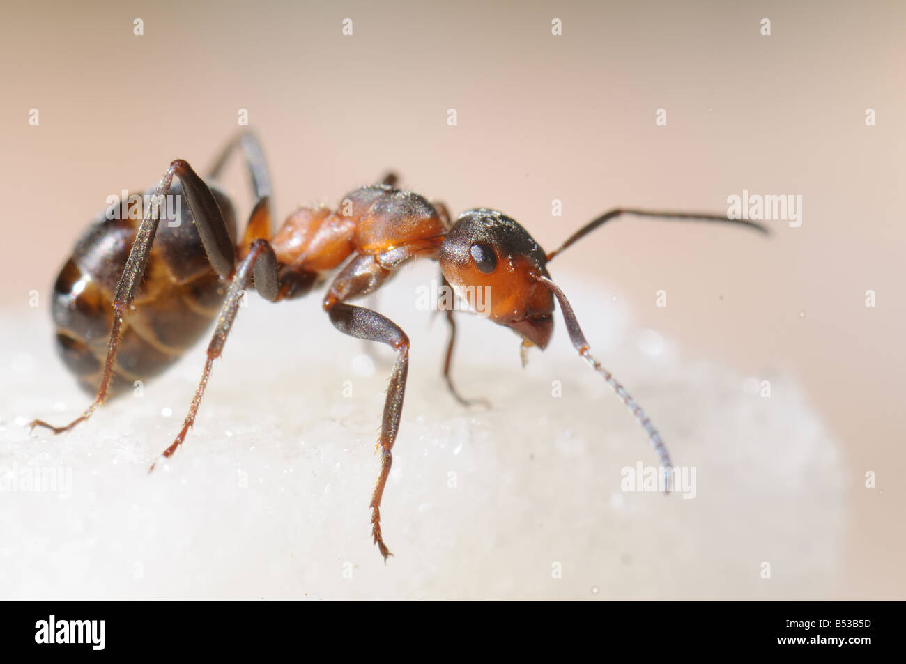 Red ant hi-res stock photography and images - Alamy